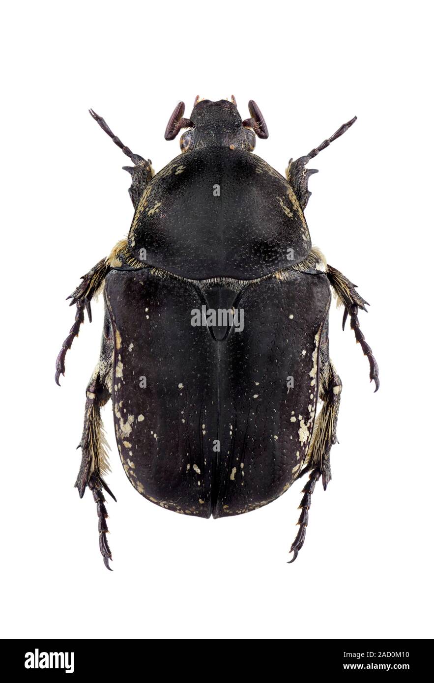 Flower chafer (Protaetia oblonga), a type of scarab beetle Stock Photo - Alamy