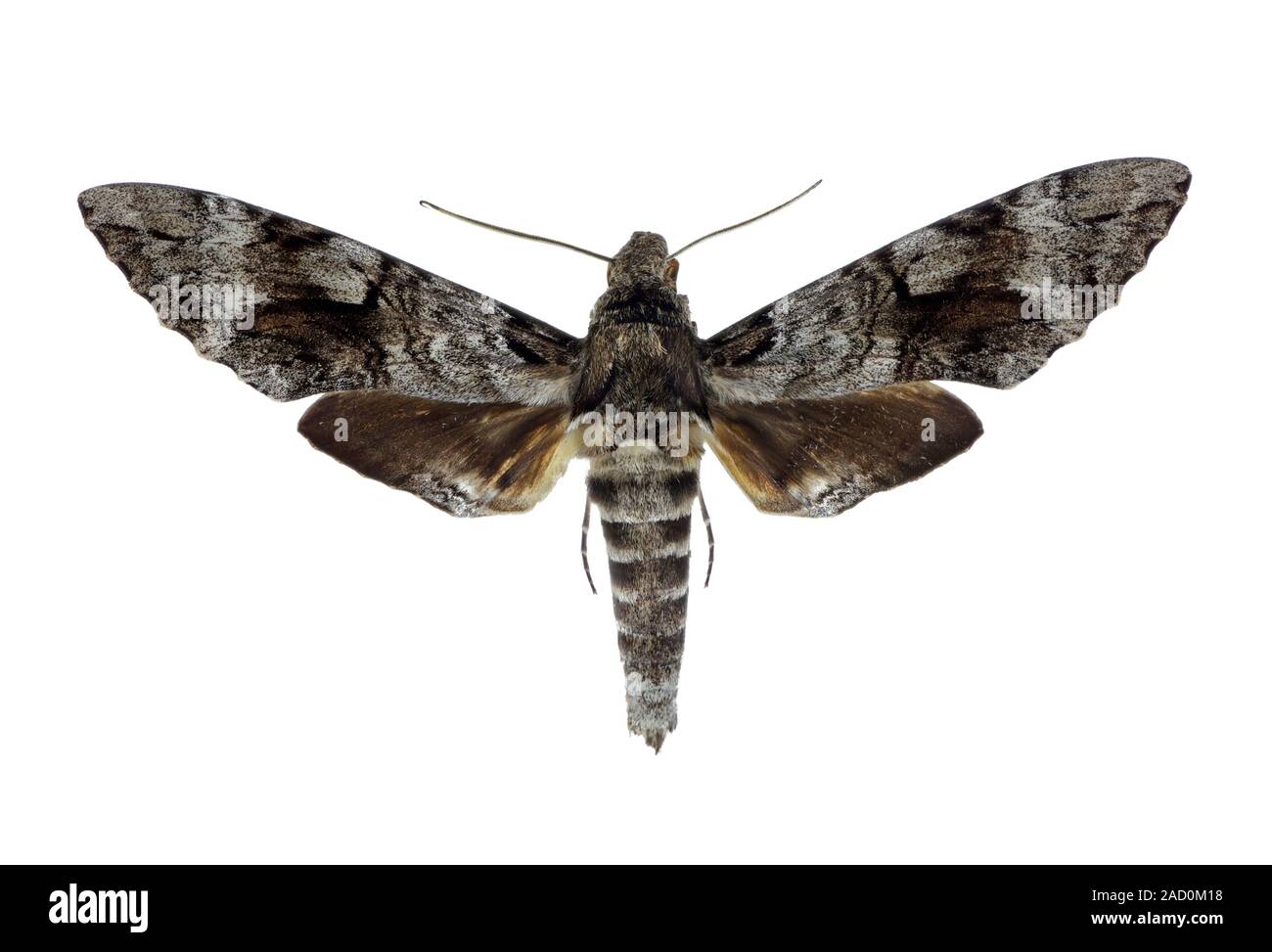 Tetrio sphinx moth (Pseudosphinx tetrio). This moth ranges from Brazil ...