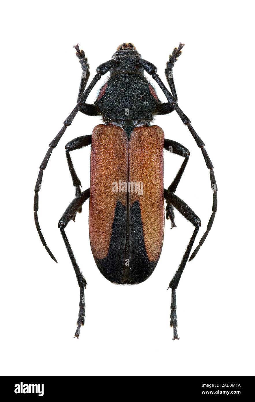 Female longhorn beetle (Purpuricenus budensis Stock Photo - Alamy