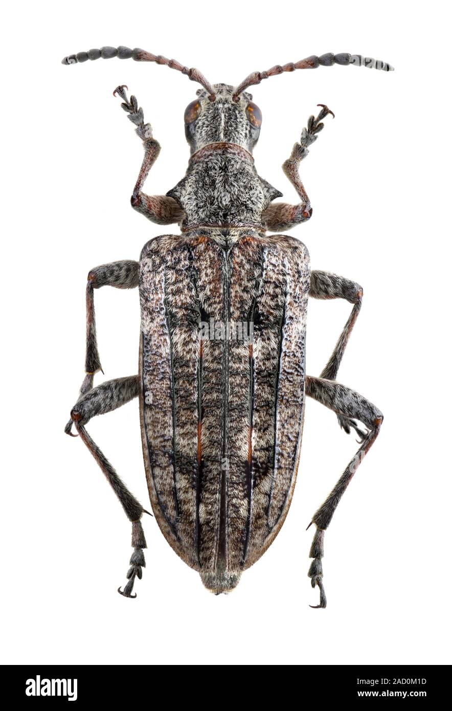 Female ribbed pine borer beetle (Rhagium inquisitor). This insect is a ...