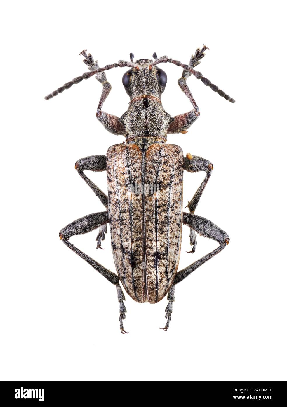 Male ribbed pine borer beetle (Rhagium inquisitor). This insect is a ...