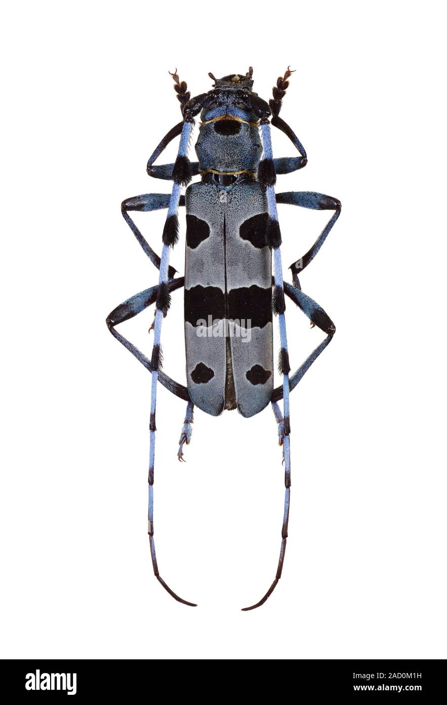 Longhorn beetle. Male rosalia longicorn (Rosalia alpina), a species of ...