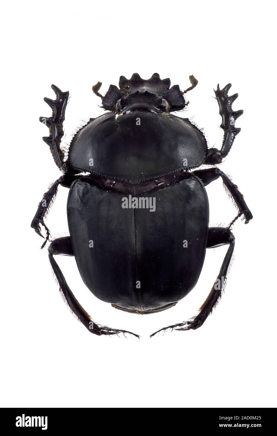 Dung beetle (Scarabaeus sacer), a species of scarab beetle. This is a ...