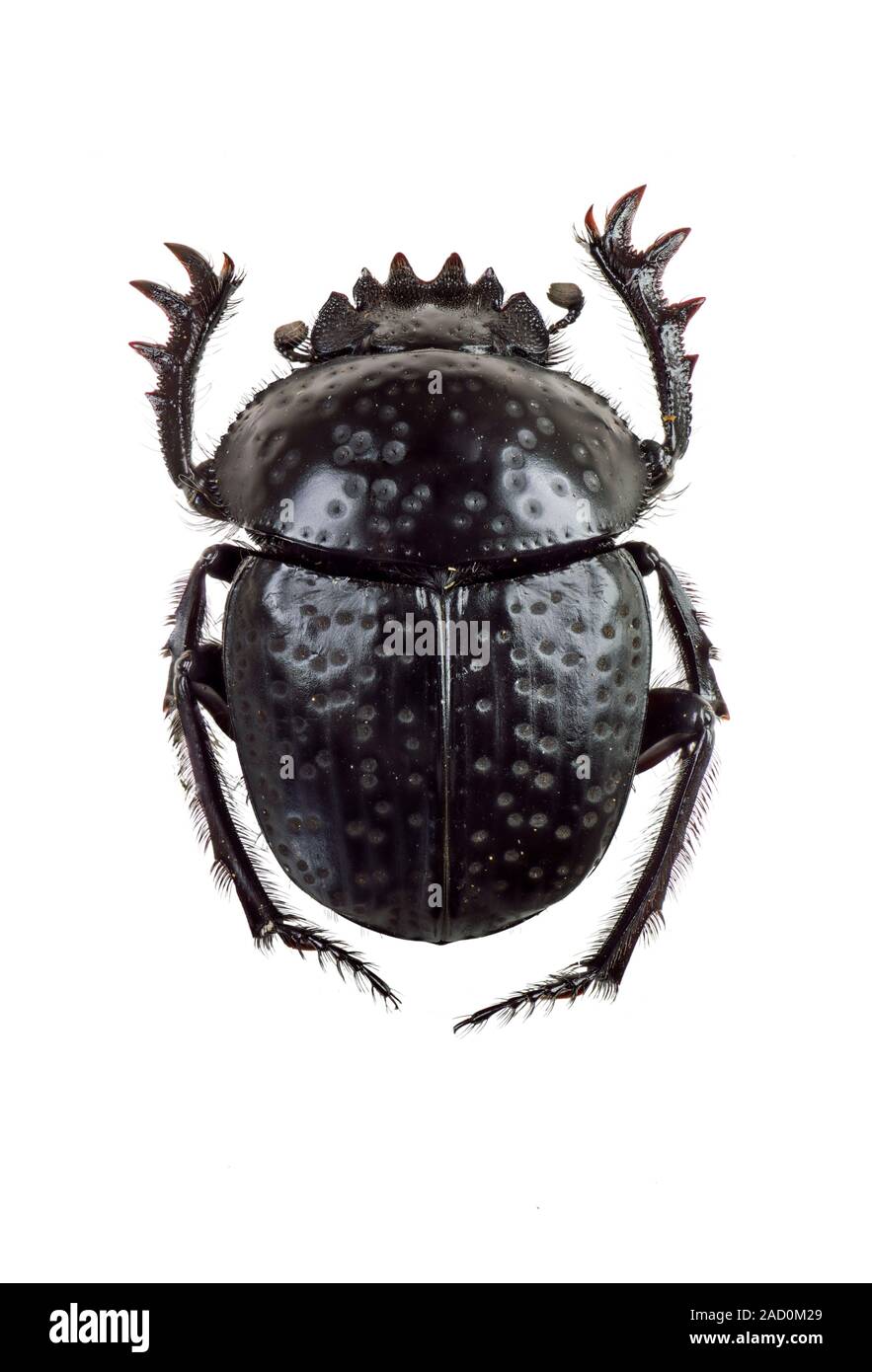 Dung beetle (Scarabaeus variolosus), a species of scarab beetle. This ...