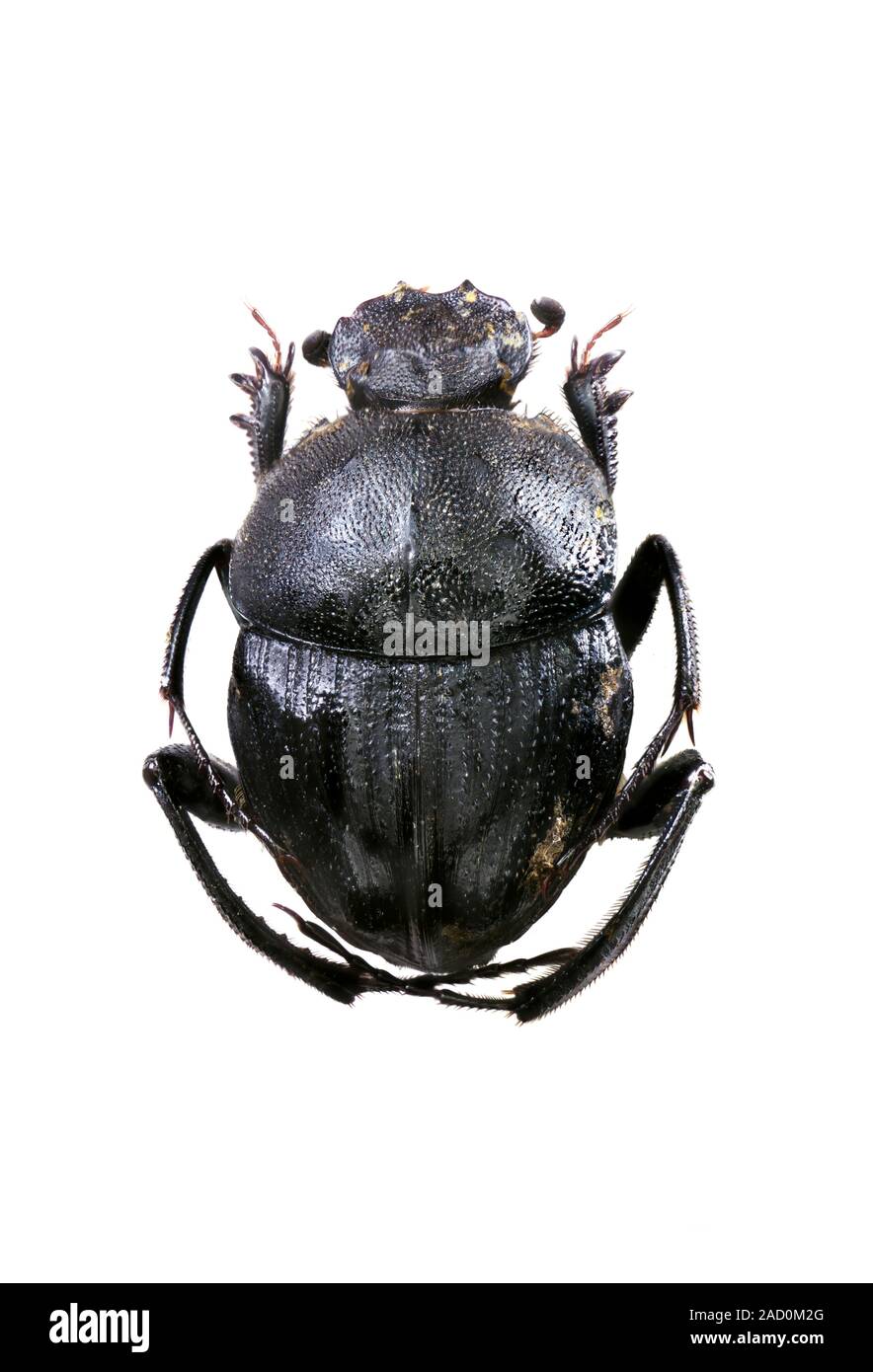 Dung beetle (Sisyphus schaefferi), a species of scarab beetle. This is ...