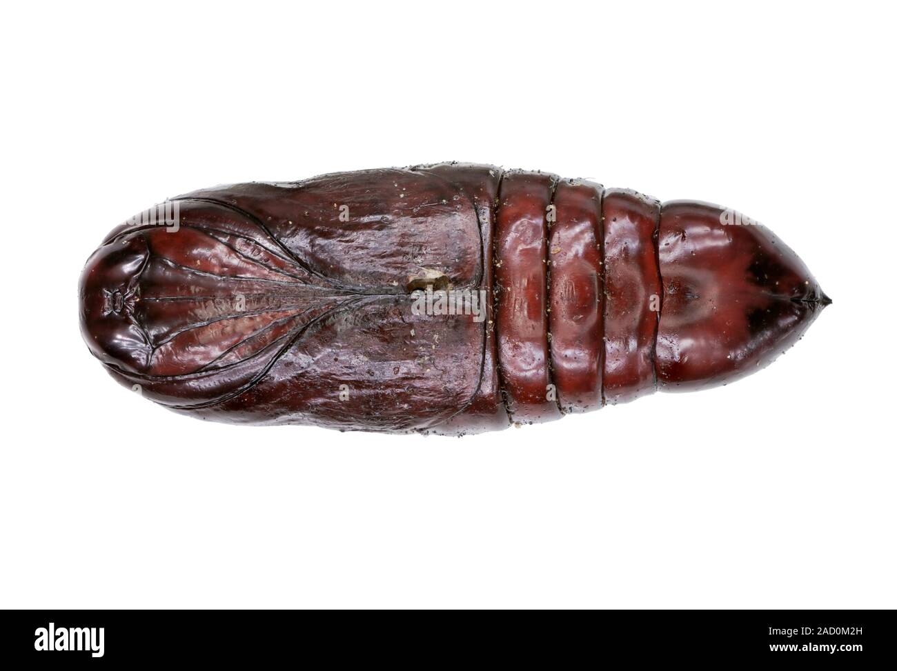 Lobster moth pupa. Pupal case of the lobster moth (Stauropus fagi). The ...