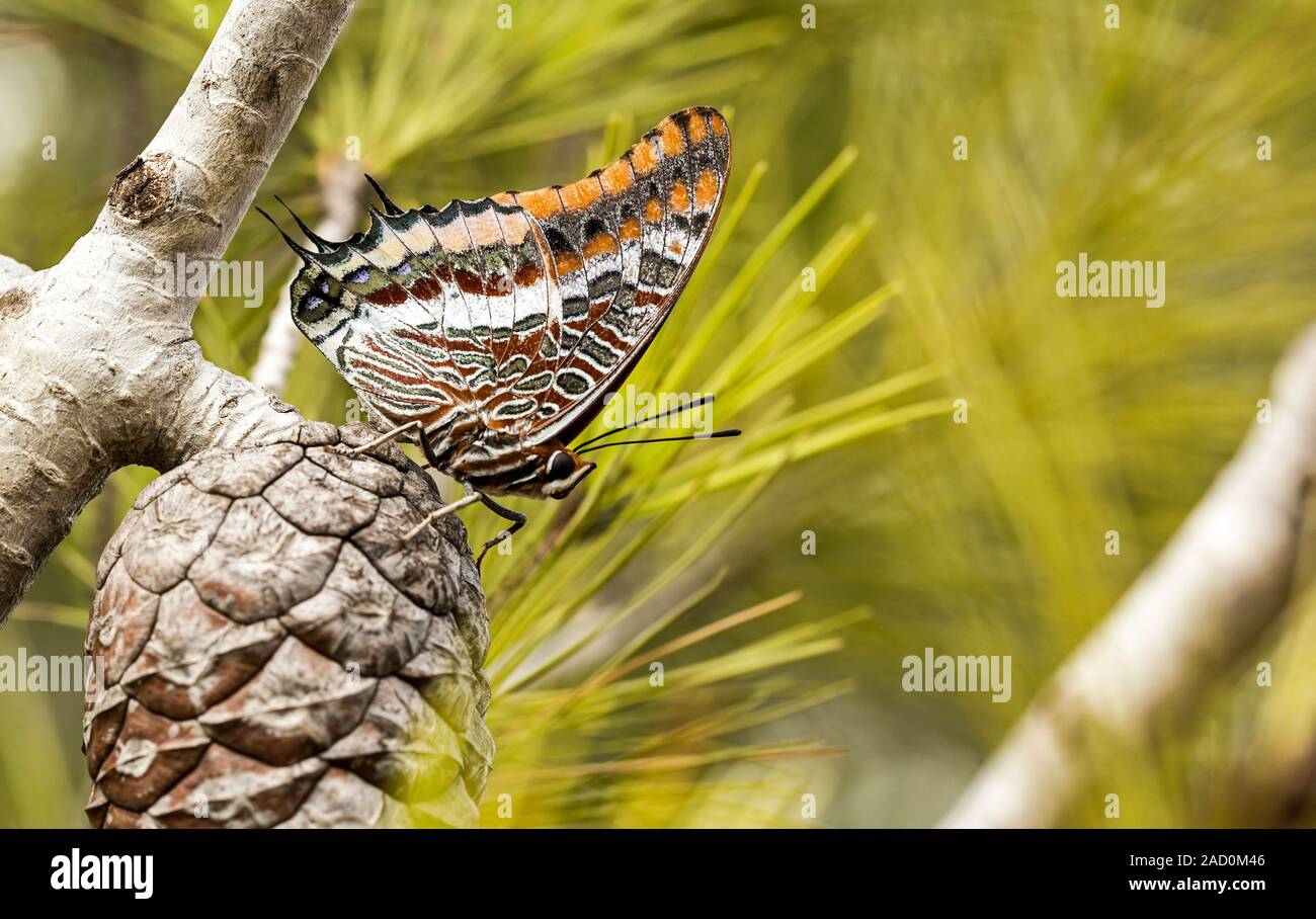 Charaxes jasius, the Two-tailed Pasha or Foxy Emperor, is a butterfly ...