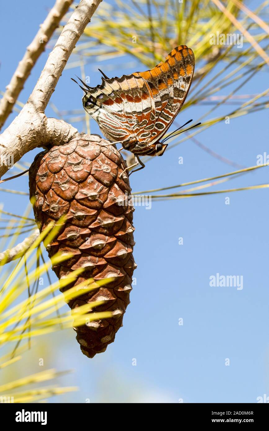 Charaxes jasius, the Two-tailed Pasha or Foxy Emperor, is a butterfly ...