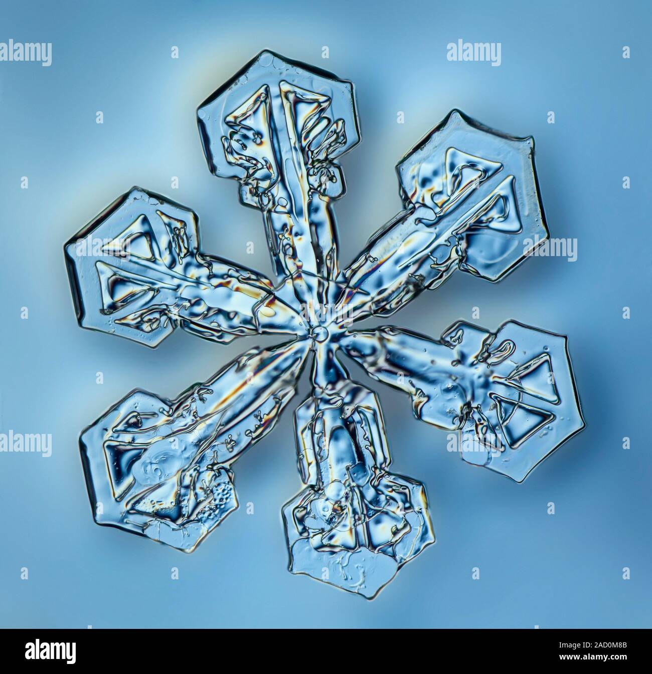 Light micrograph of a stellar plate snowflake. Snowflakes are ...