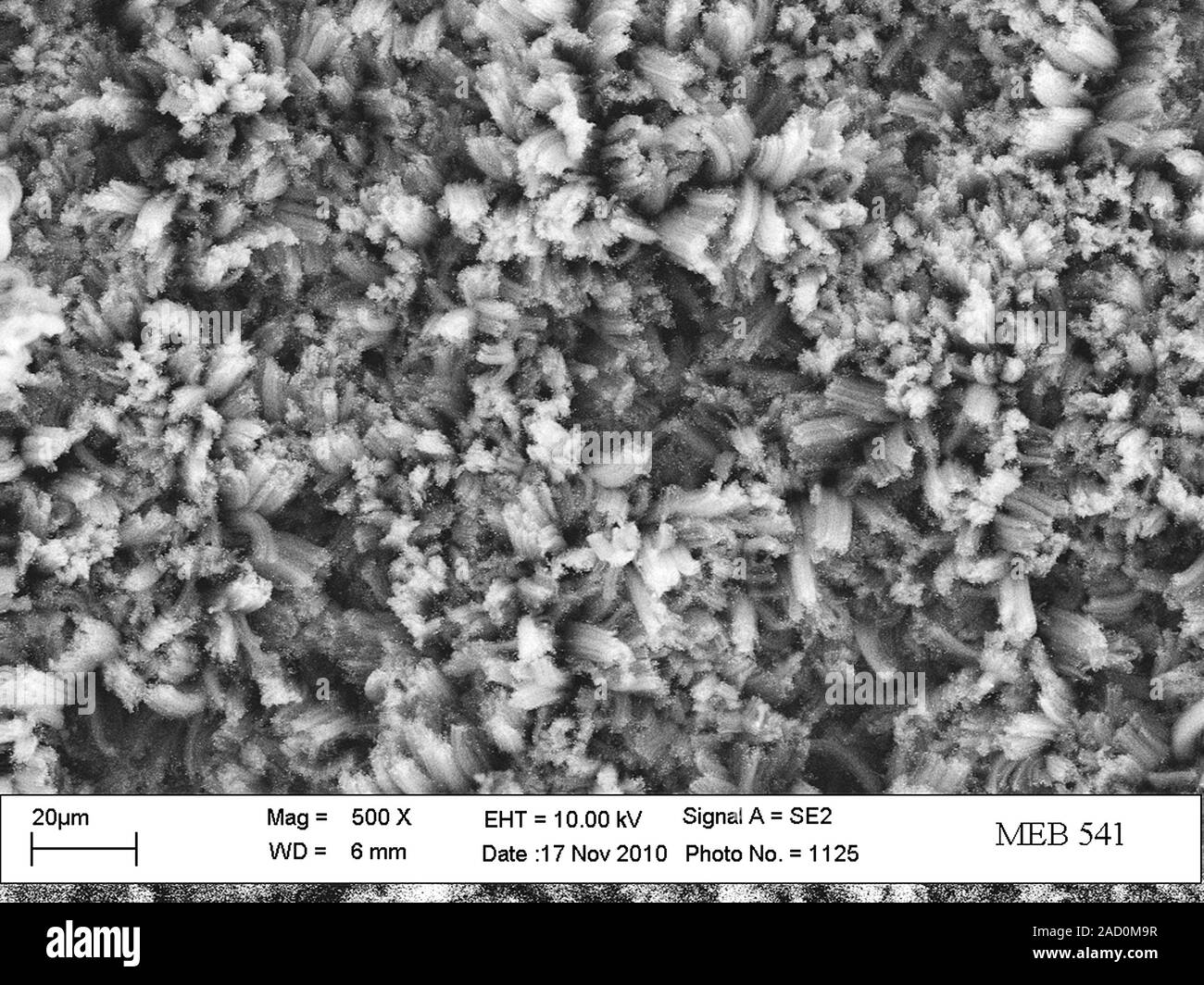 Carbon nanotube material. Scanning electron micrograph (SEM) of hollow ...