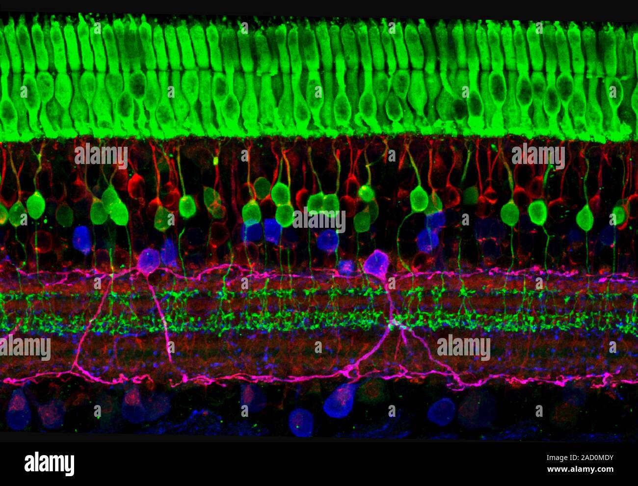 Retina of the eye. Fluorescence light micrograph of a section through ...