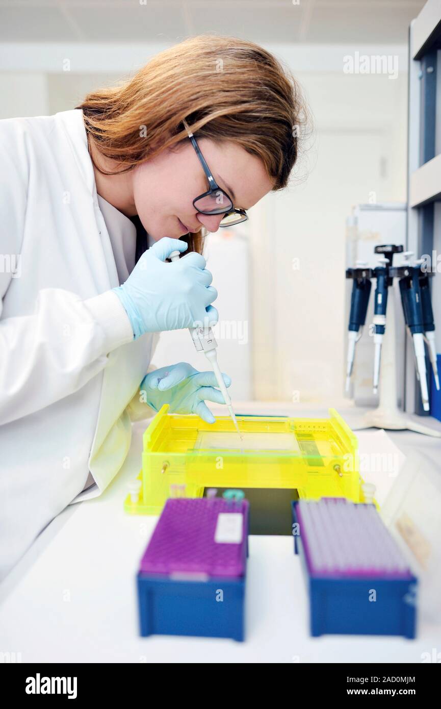 Genetic research, gel electrophoresis. Researcher loading genetic ...