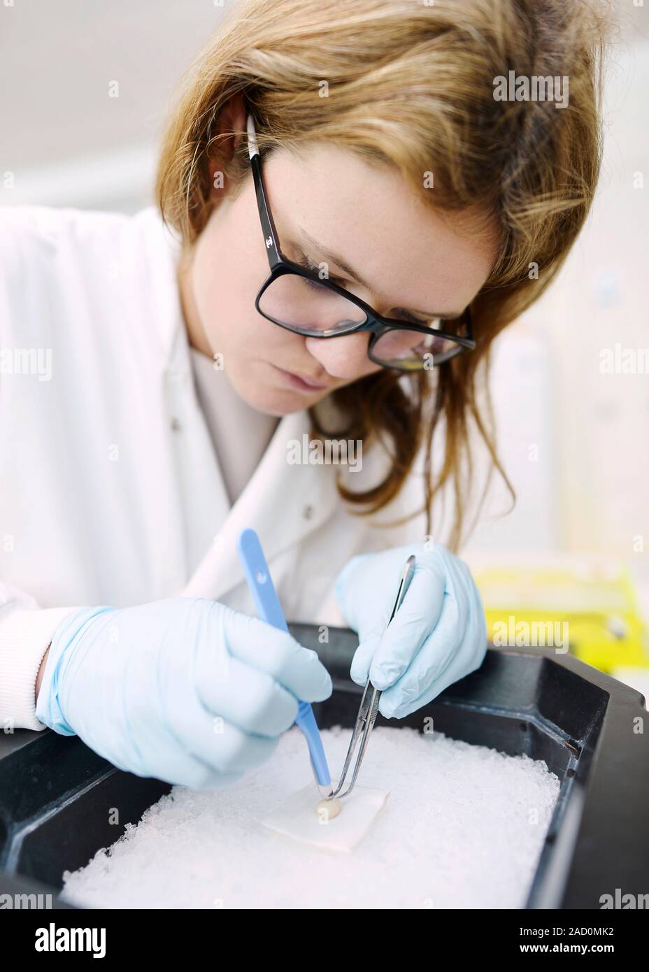 Mouse brain dissection. Researcher dissecting a mouse brain which is ...