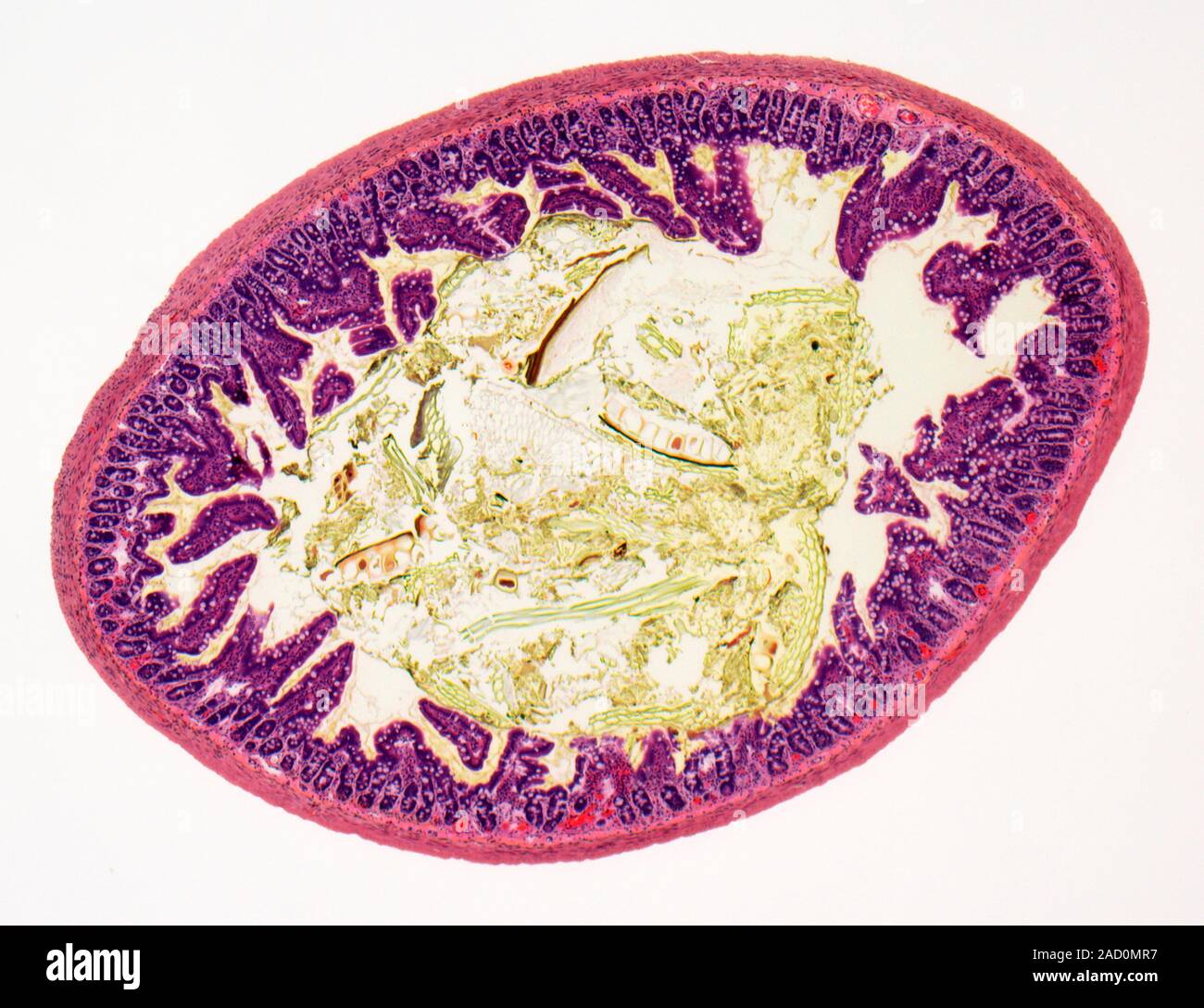 Small intestine. Light micrograph of a section through the entire width ...
