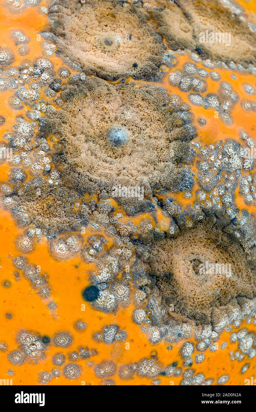 The surface of a stored pumpkin, Cucurbita pepo, showing symptoms of ...