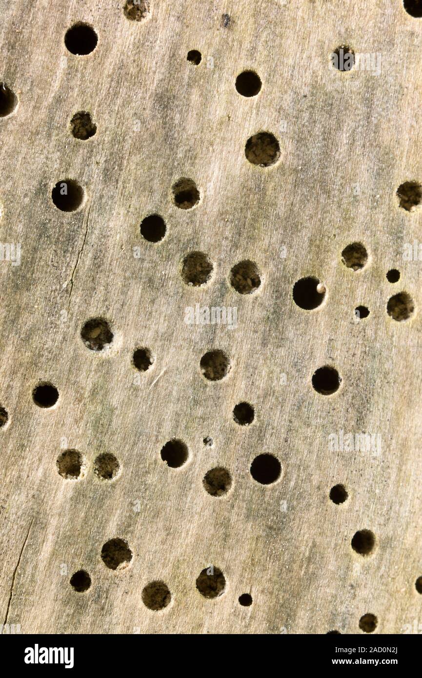 Woodworm holes in timber from a horse chestnut tree, Aesculus ...