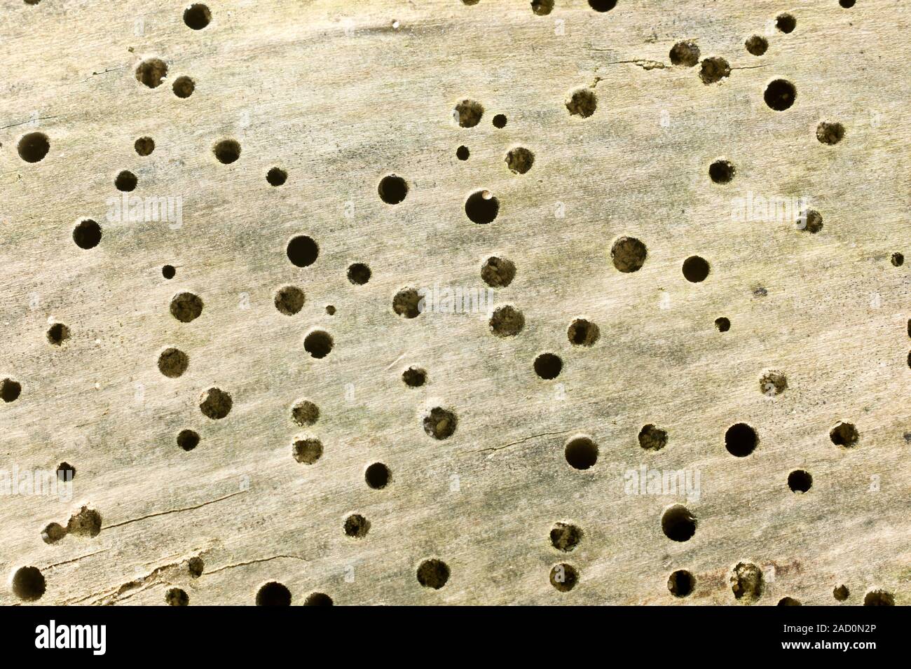 Woodworm holes in timber from a horse chestnut tree, Aesculus ...