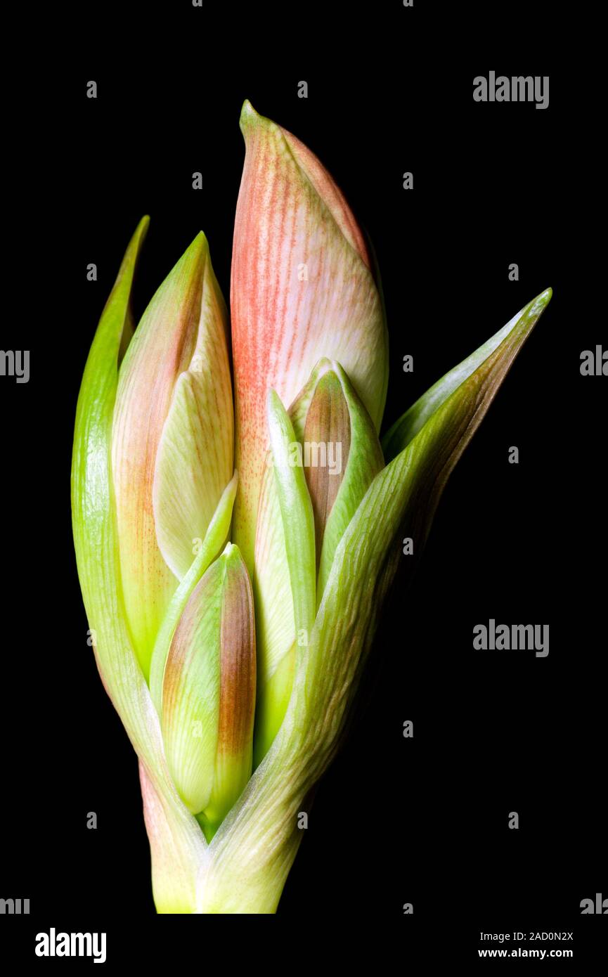 Flowering stem of Apple Blossom" a hybrid Hippeastrum, commonly known ...