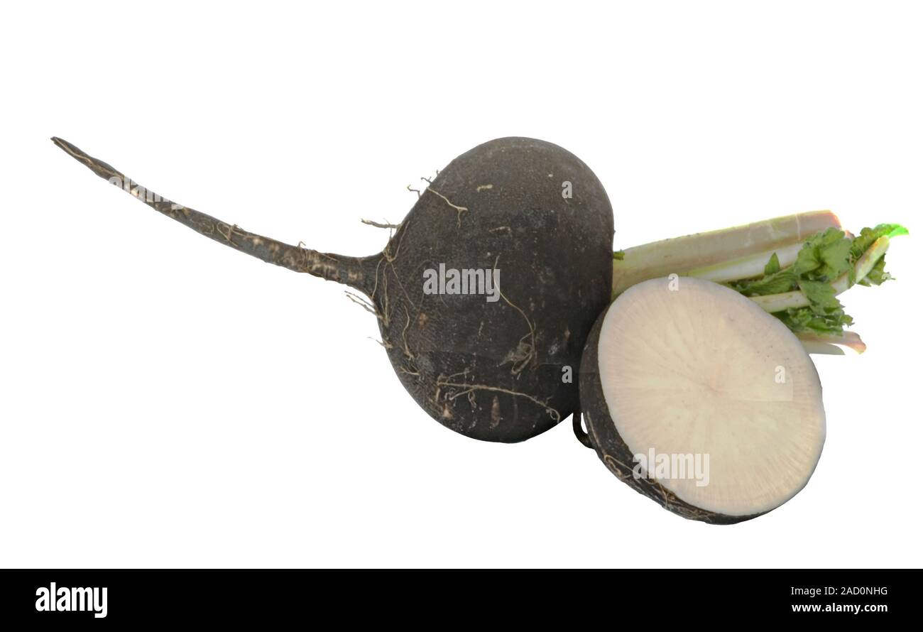 black radish isolated on white background Stock Photo - Alamy