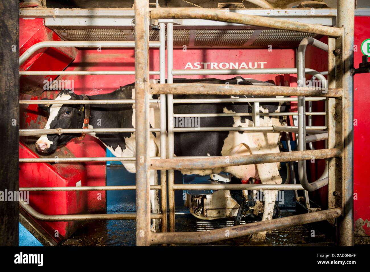 Cow in milking machine. Dairy cow being milked with an automatic ...