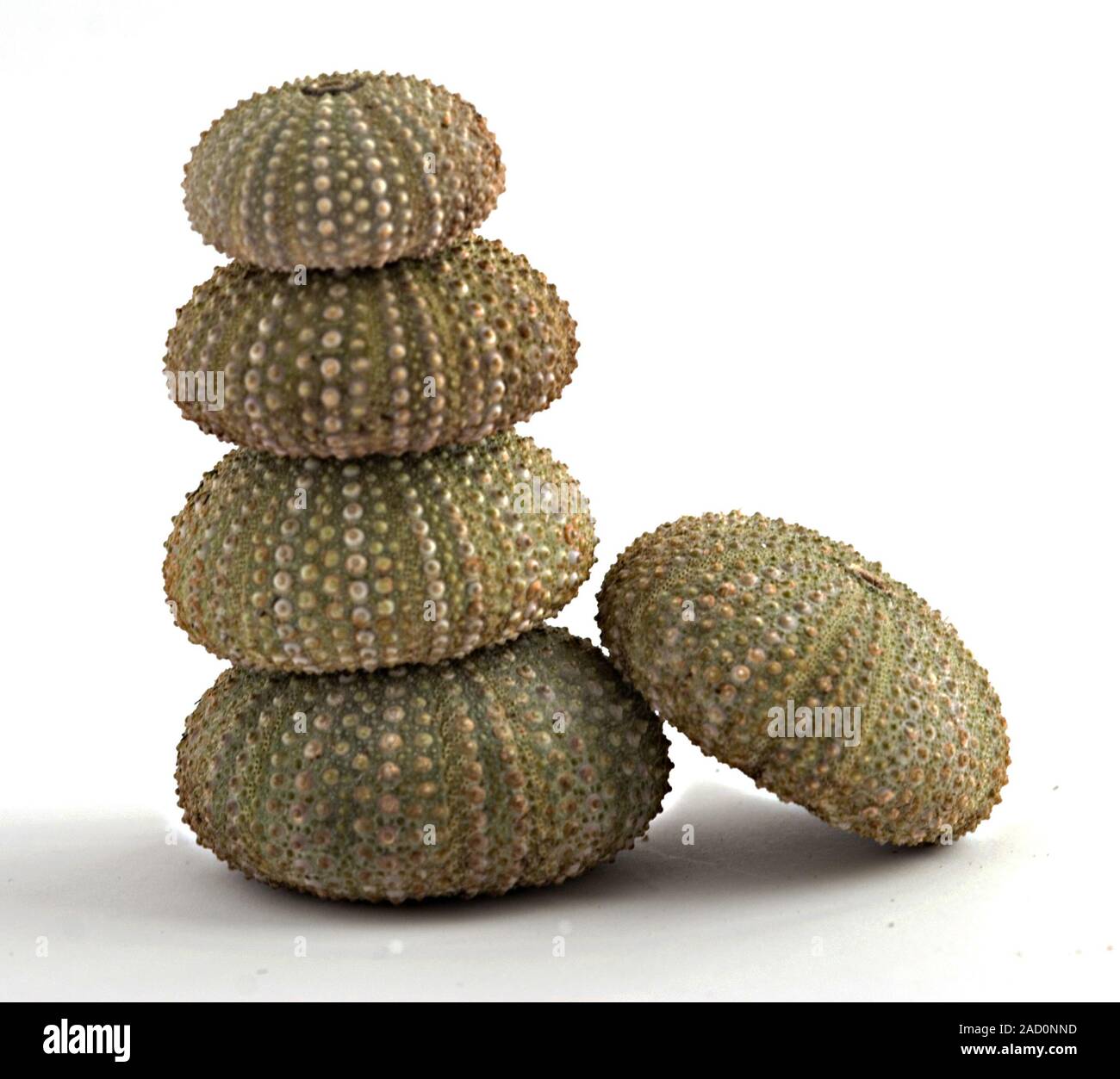 Sea urchins isolated on white background Stock Photo - Alamy
