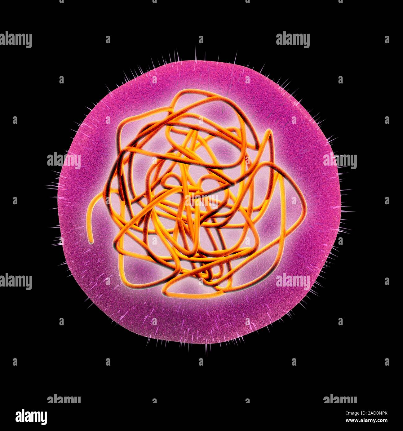 Computer artwork of a rubella virus, the causative agent of German ...