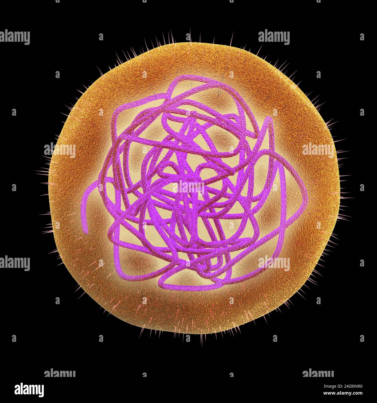 Computer artwork of a rubella virus, the causative agent of German ...