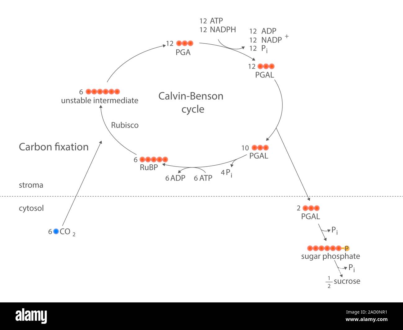 Calvin-Benson metabolic cycle for carbon fixation in plants. This ...