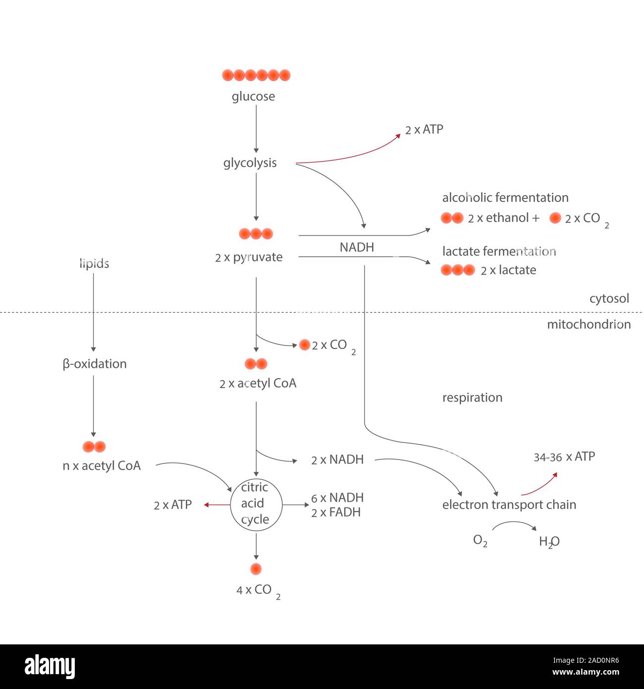 Cellular respiration metabolic cycles used in living organisms to ...