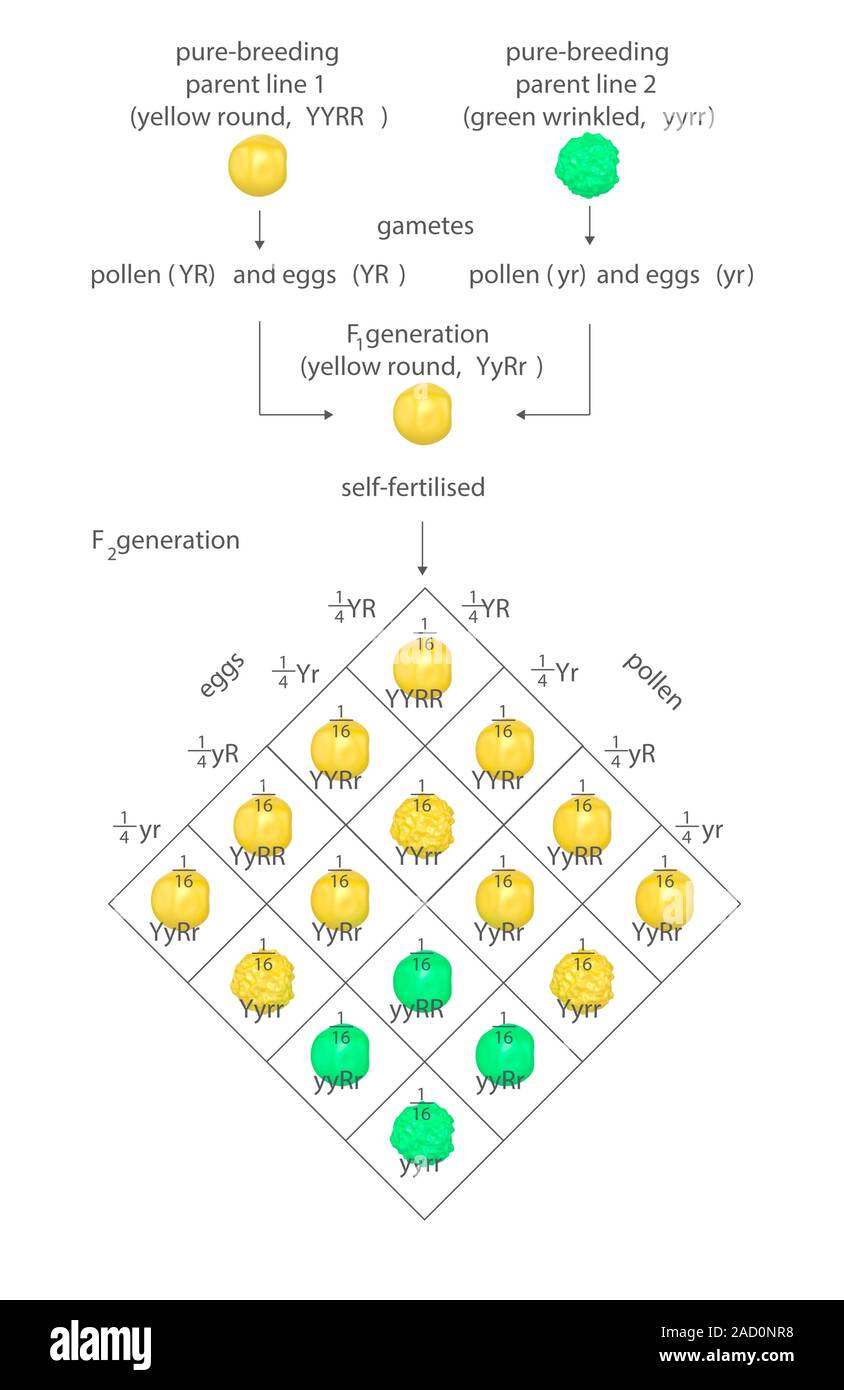 Mendelian genetics, Punnett square. Diagram showing the genetics of ...