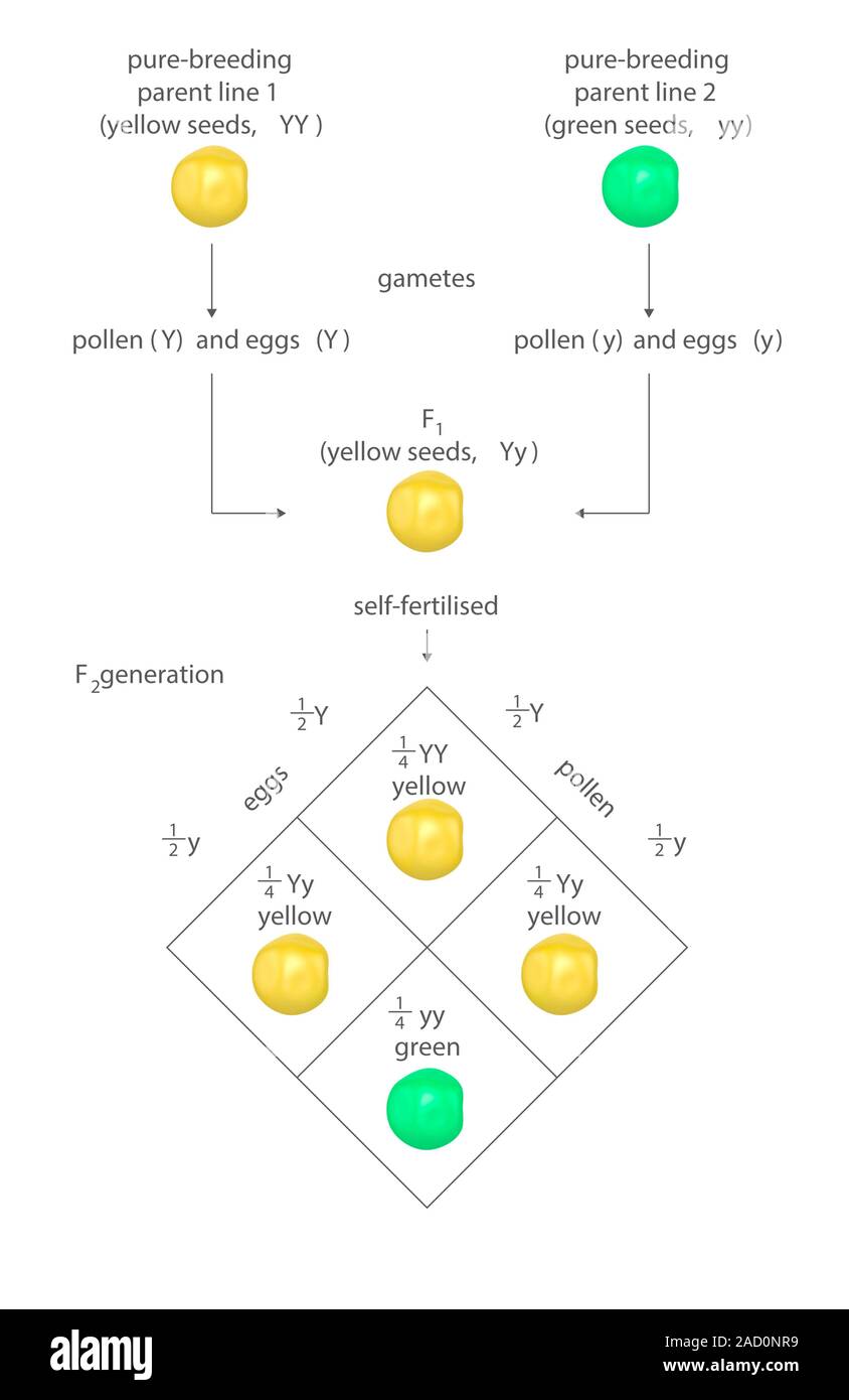 Mendelian genetics, Punnett square. Diagram showing the genetics of ...