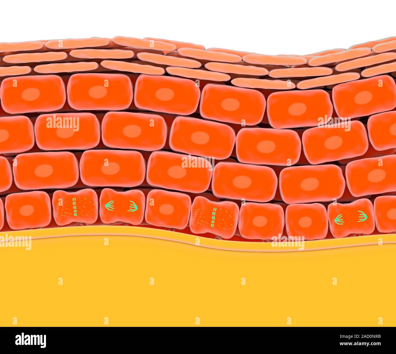Cell division in normal skin. Illustration of a vertical cross-section ...