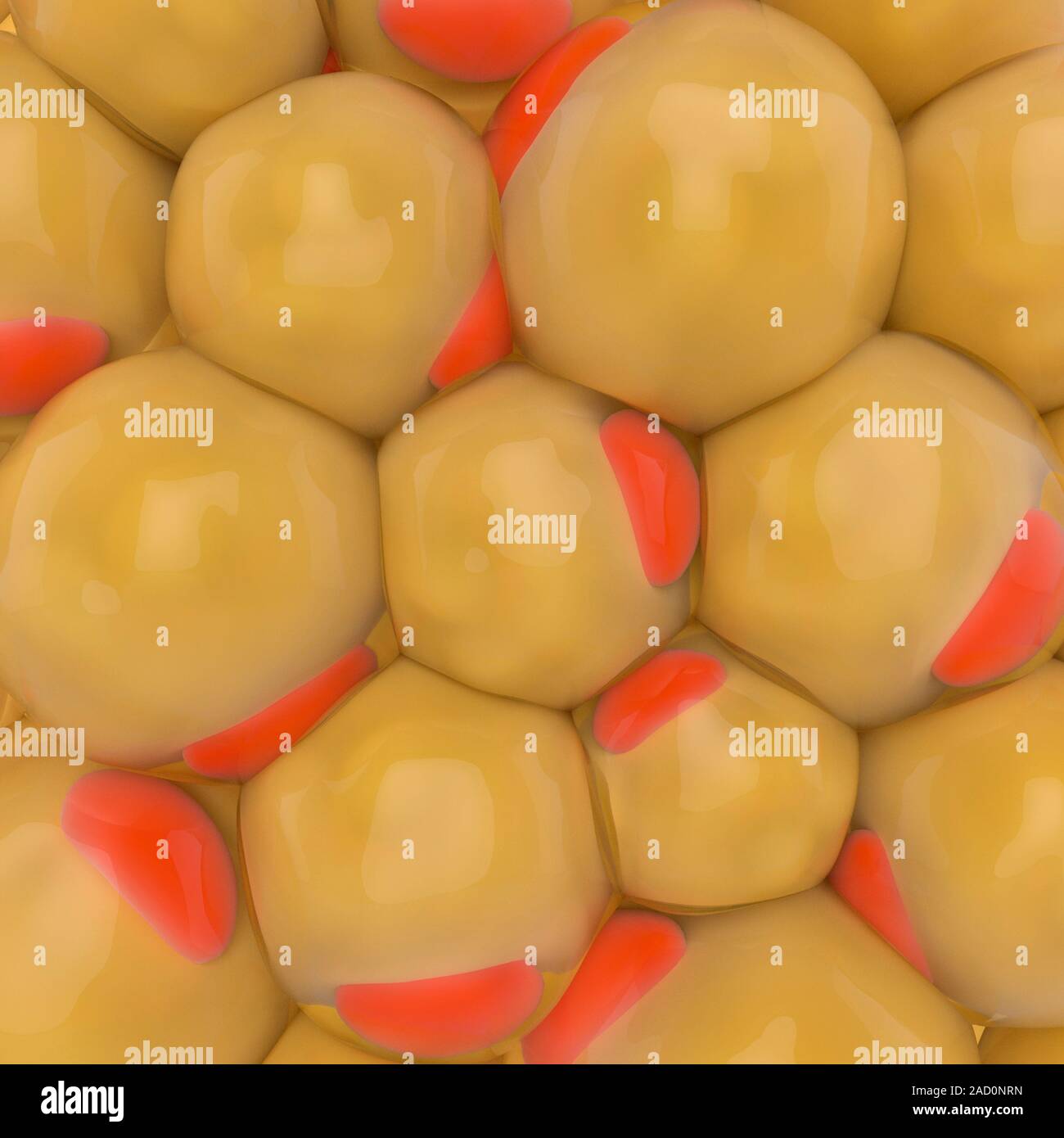 Adipose tissue, illustration. Adipose tissue's role is the storage and ...