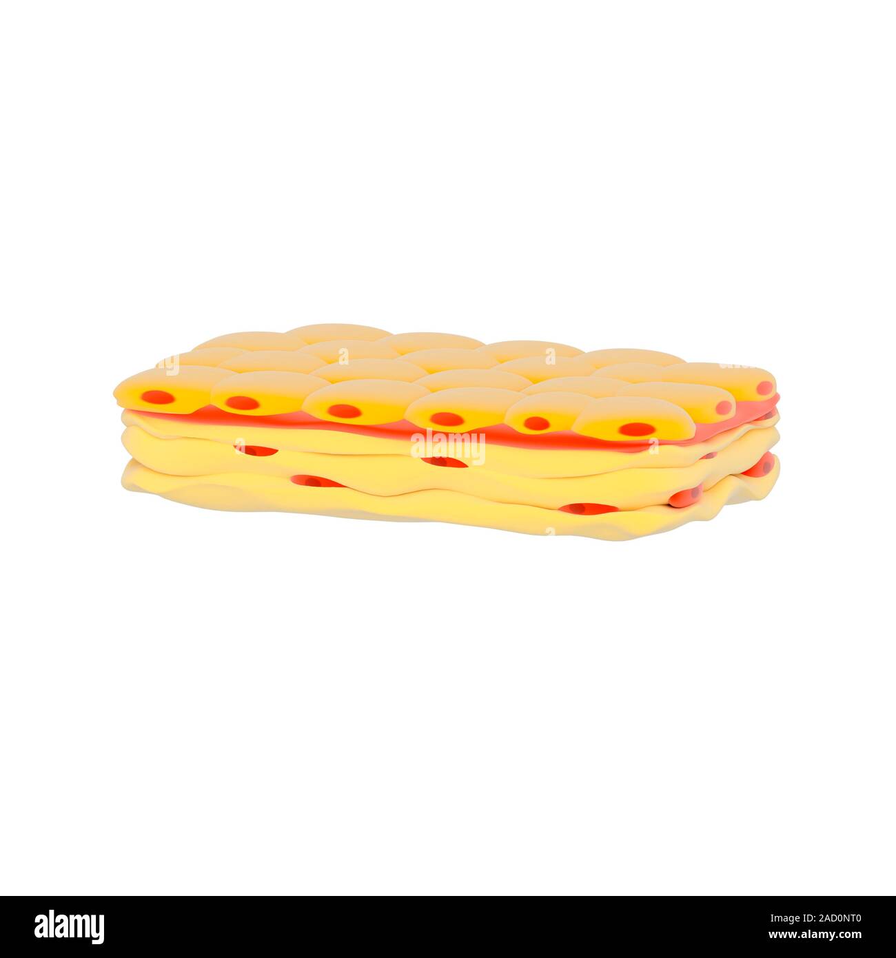 Simple squamous epithelial tissue, illustration. Epithelial tissues ...