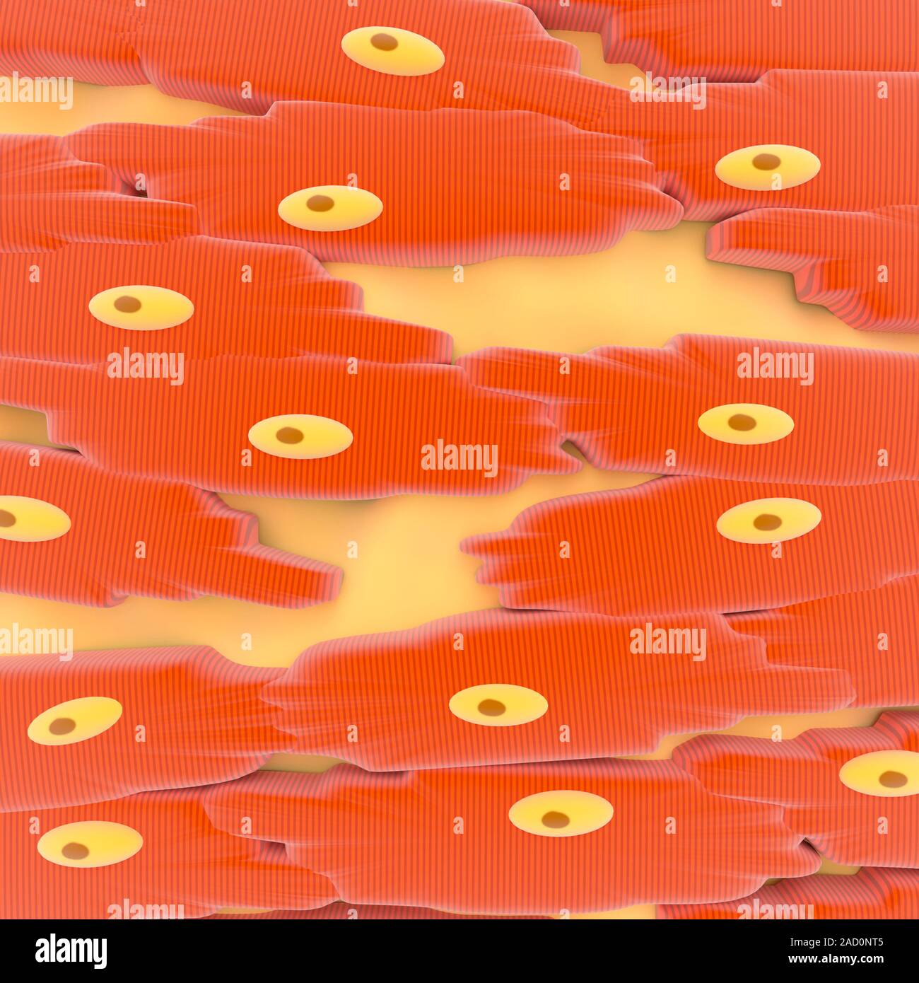 Cardiac muscle tissue, illustration. Found in the heart, this tissue is ...