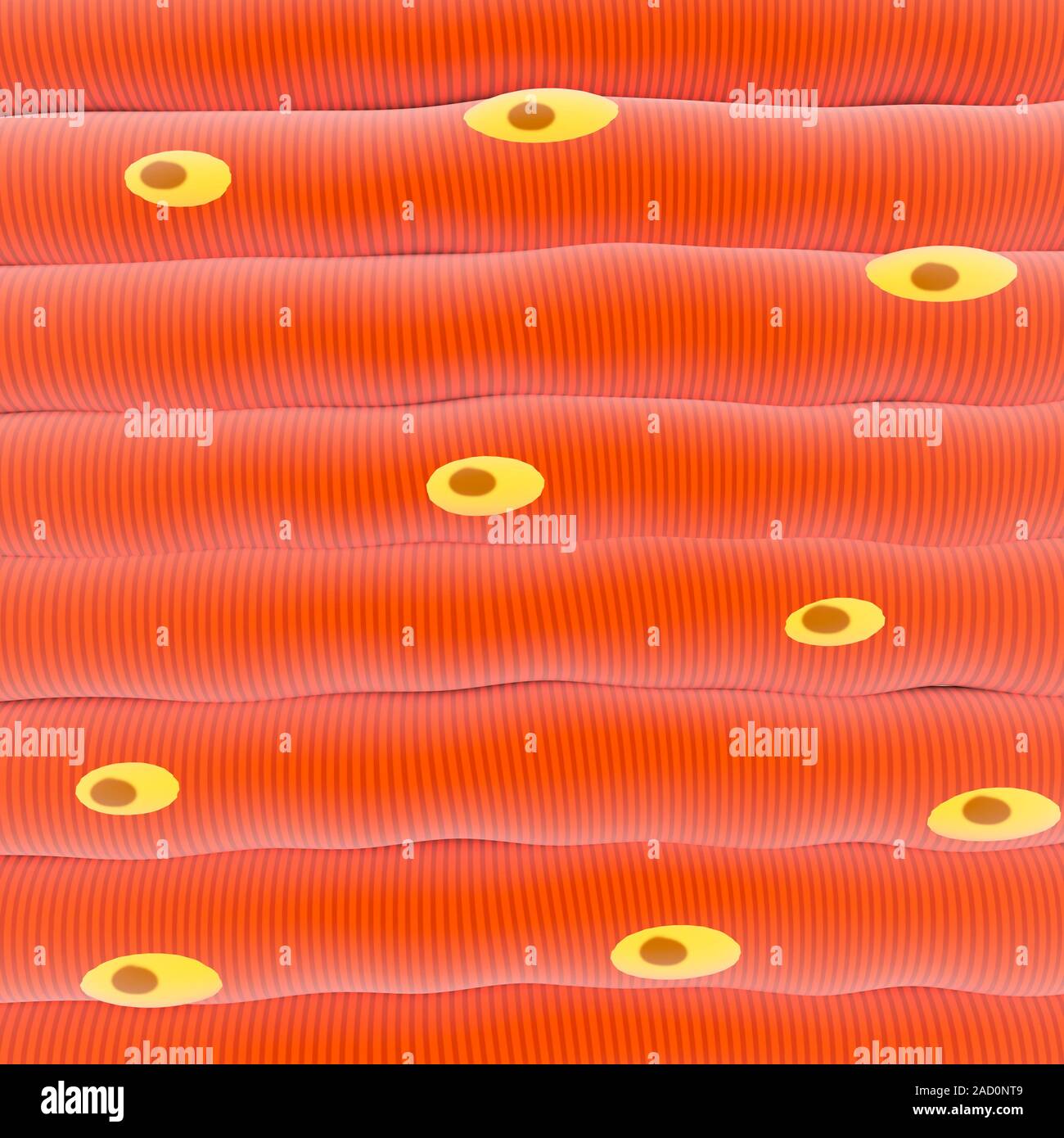 Skeletal muscle tissue, illustration. This muscle type is found in the ...