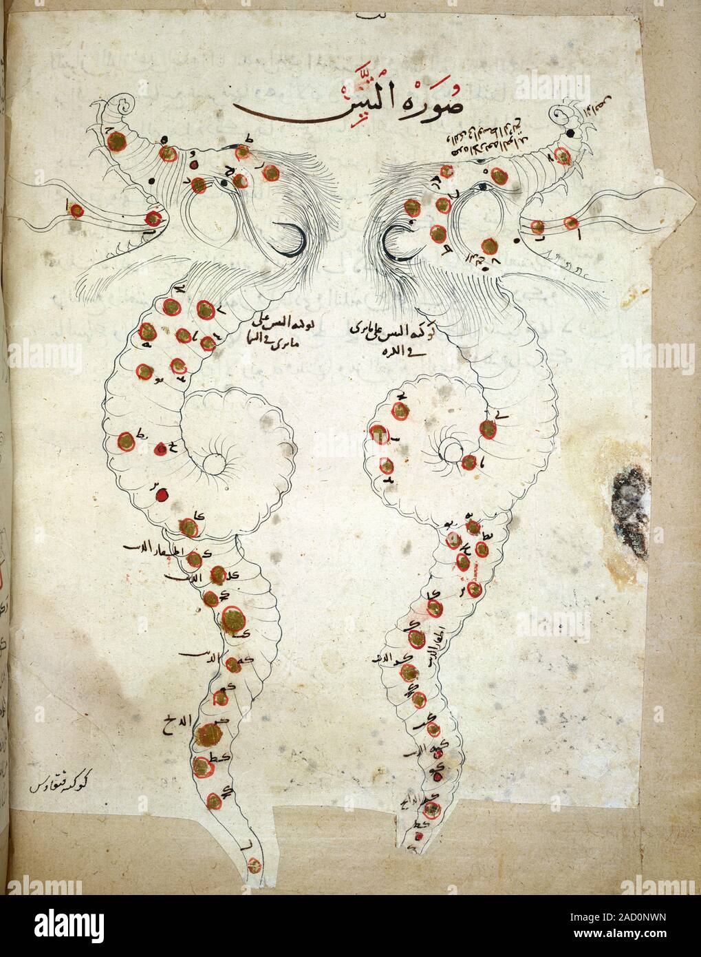 Hydra constellation. 13th-century manuscript illustration of the ...