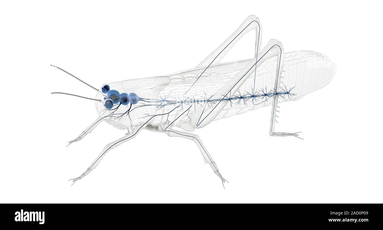 Grasshopper nervous system, illustration. The nervous system of an ...