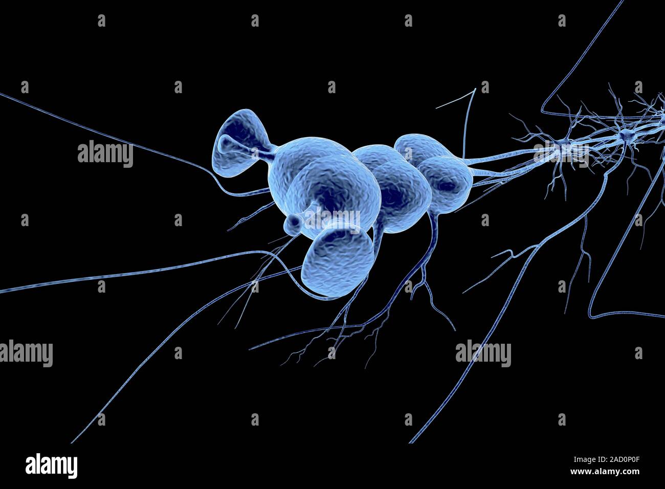 Grasshopper brain, illustration. The nervous system of an insect ...