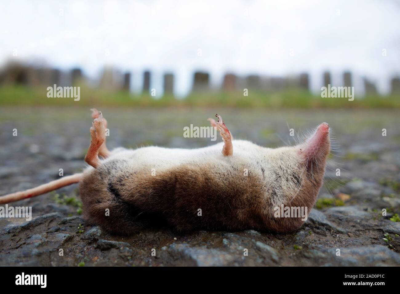 Dead shrew. Common shrew (Sorex araneus) lying dead on a road. This ...