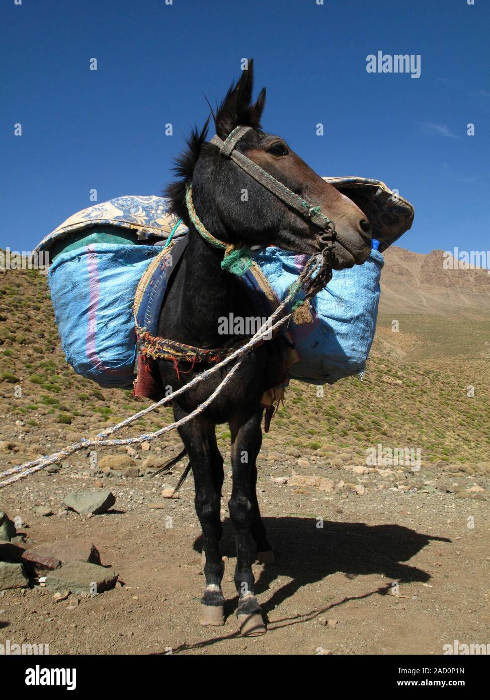 Pack mule in the High Atlas mountains, Morocco. Mules are the offspring ...