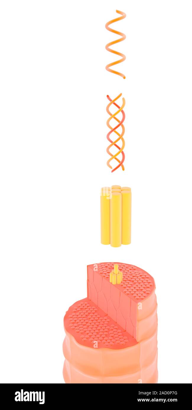 Structure of keratin. Illustration of the structure of the protein ...