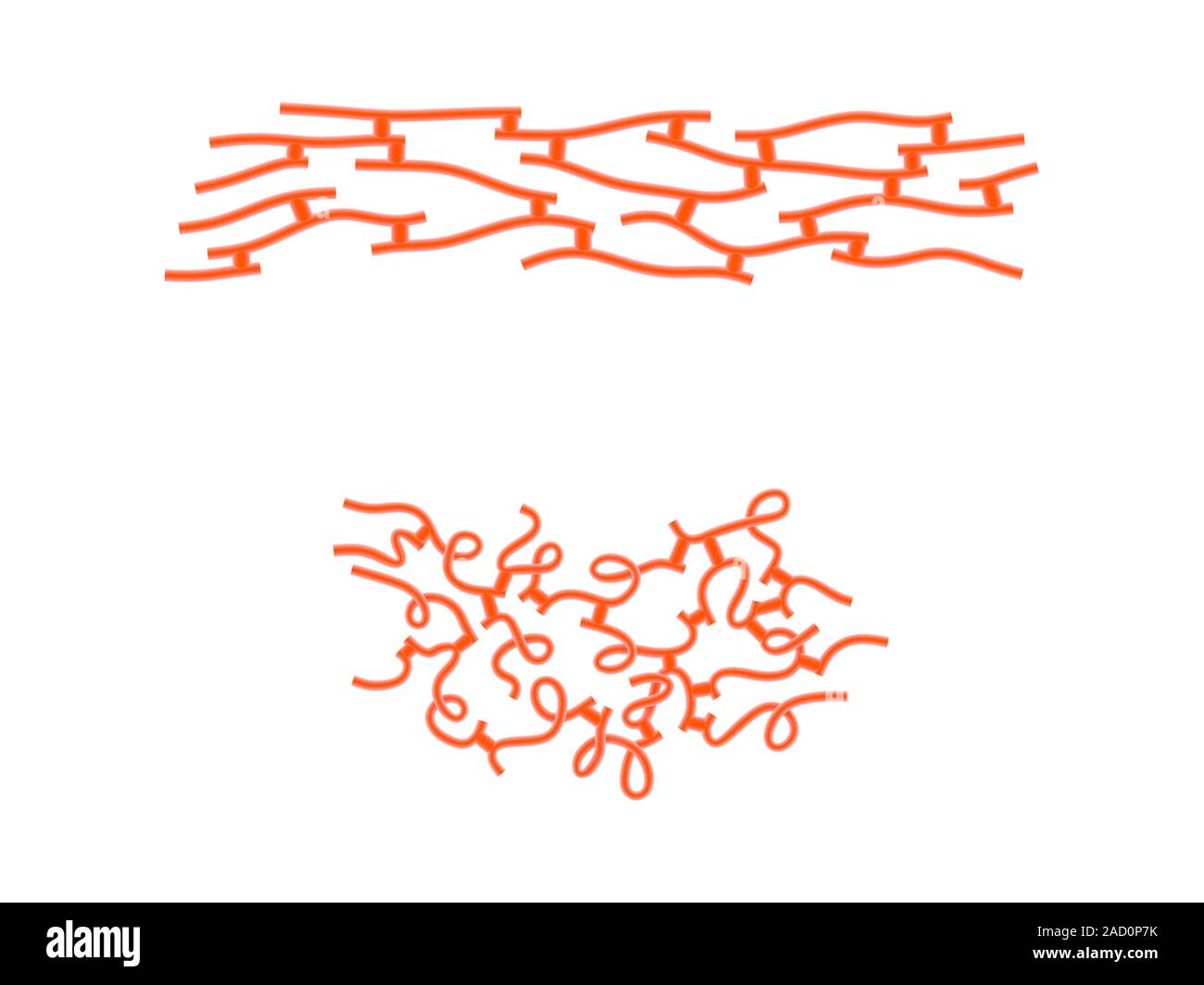 Structure of elastin. Illustration of the structure of the protein ...