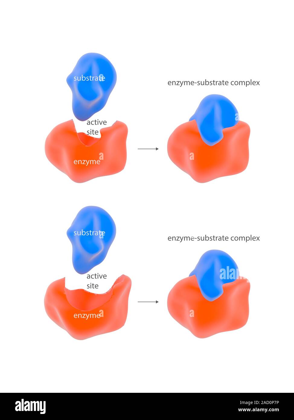 Enzyme reaction models. Illustration of two common models for the ...