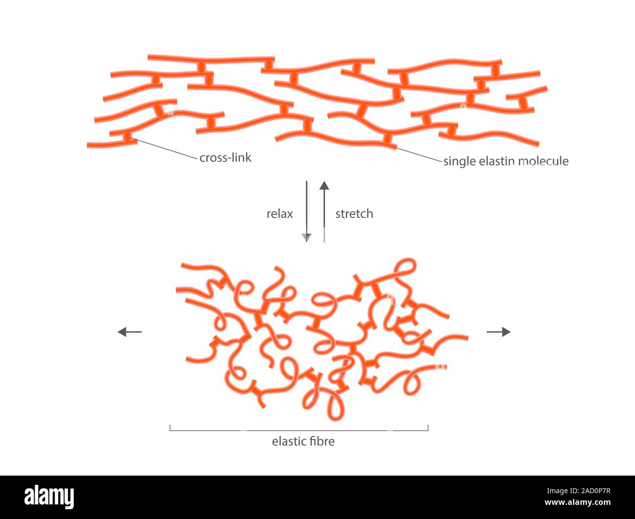 Structure of elastin. Illustration of the structure of the protein ...