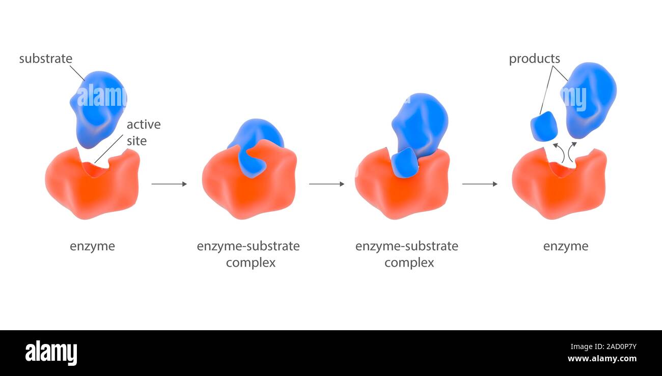 Enzyme reaction stages. Illustration of four stages in the mechanism of ...
