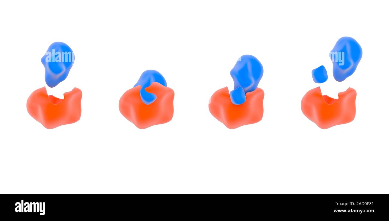 Enzyme reaction stages. Illustration of four stages in the mechanism of ...