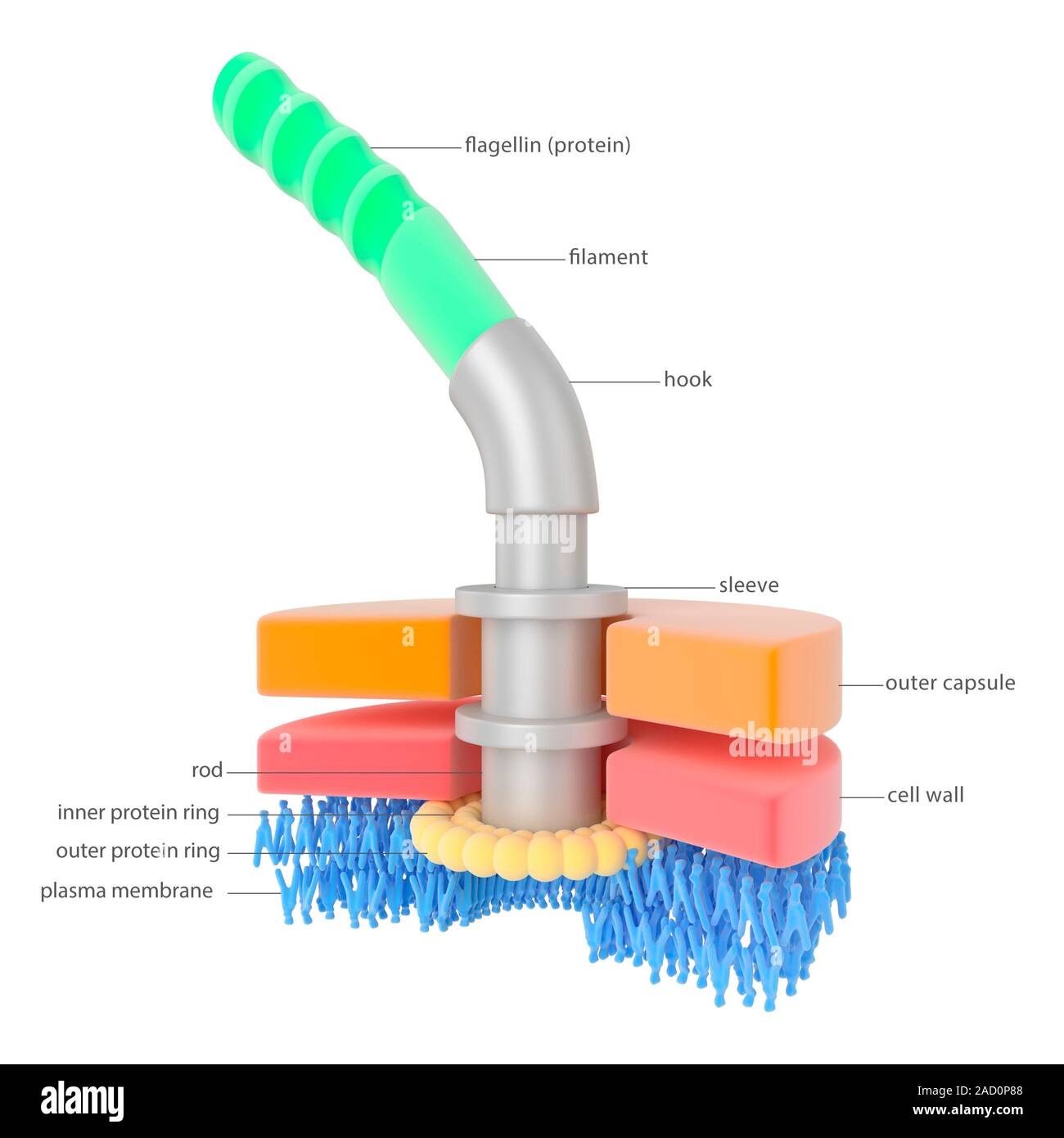 Bacterial flagellum. Illustration of the attachment point of a ...