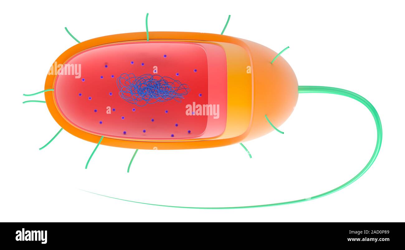 Bacterial cell. Illustration of the components of a prokaryotic cell ...