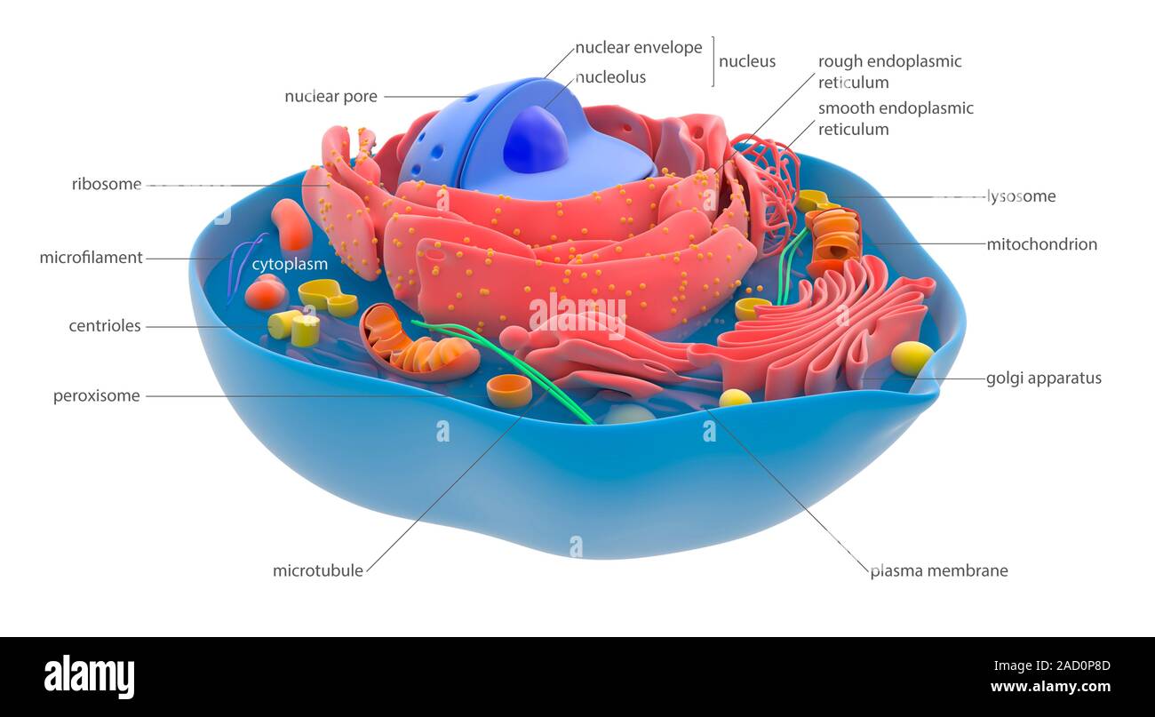 Animal cell components and organelles, illustration. The cell is ...